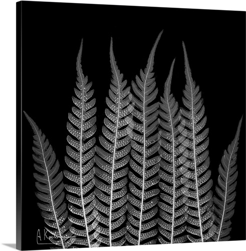 Fern Leaf X-Ray Photograph | Great Big Canvas