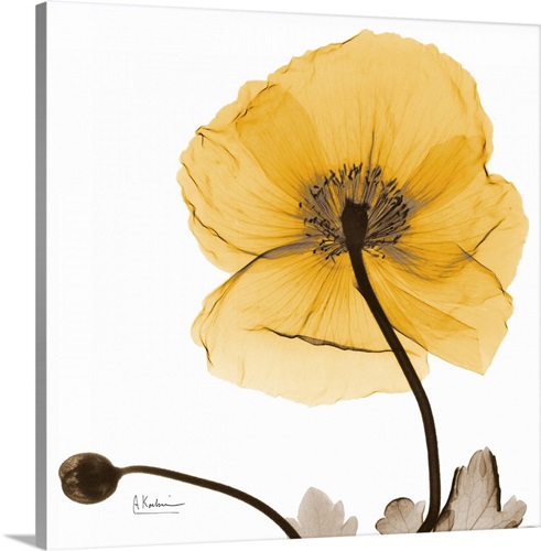 Iceland Poppy Harvest x-ray photography | Great Big Canvas