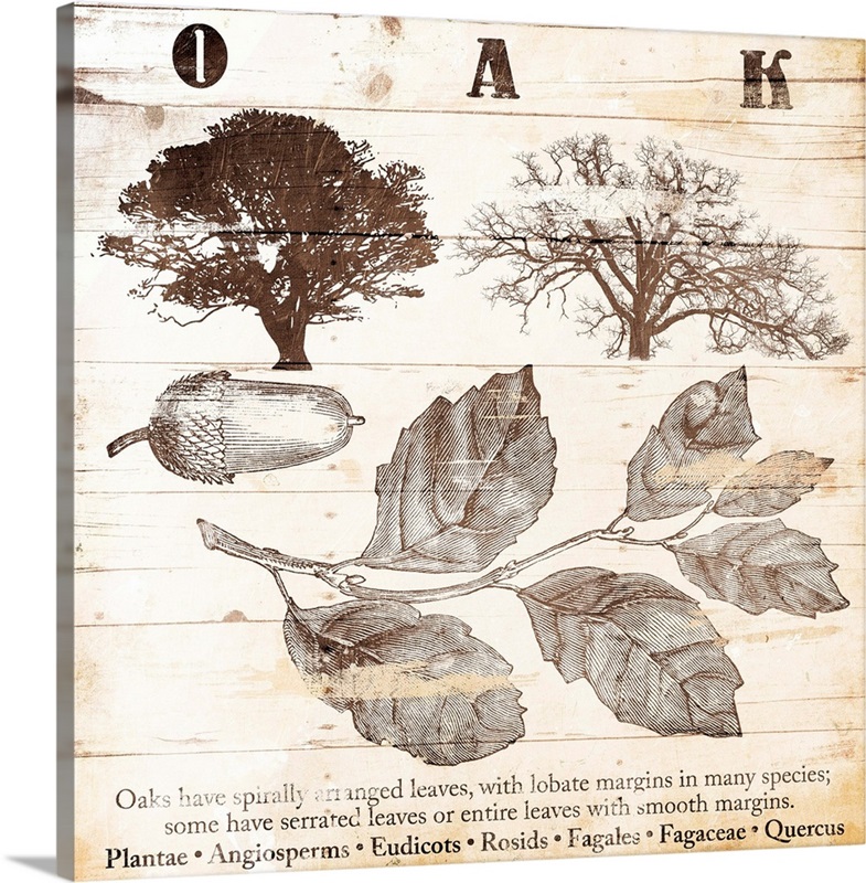 Oak | Great Big Canvas