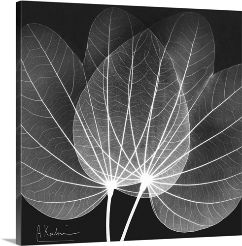 Orchid Tree x-ray photography | Great Big Canvas