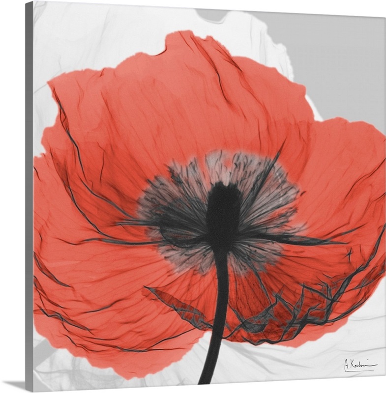 Red Poppy X-Ray Photograph | Great Big Canvas