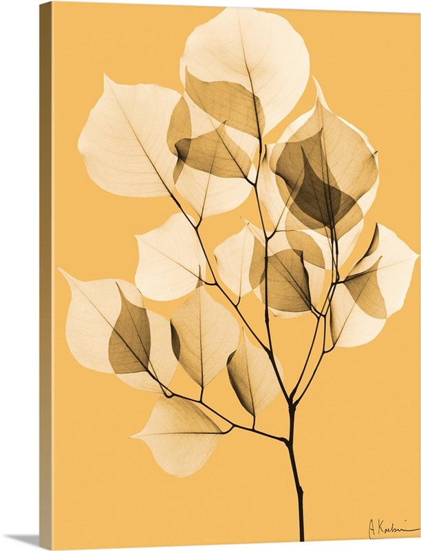 Sepia Dalbersia Leaf X-Ray Photograph | Great Big Canvas