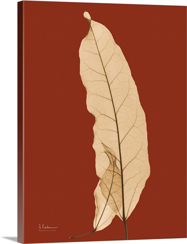 Sepia Leaf X-Ray Photograph | Great Big Canvas