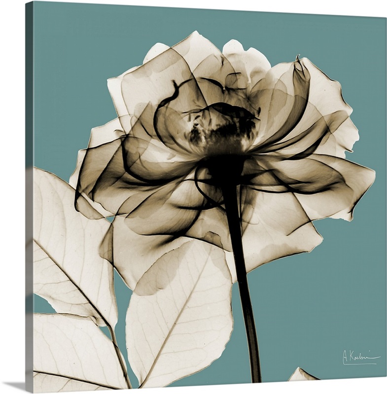 Sepia Rose X-Ray Photograph | Great Big Canvas