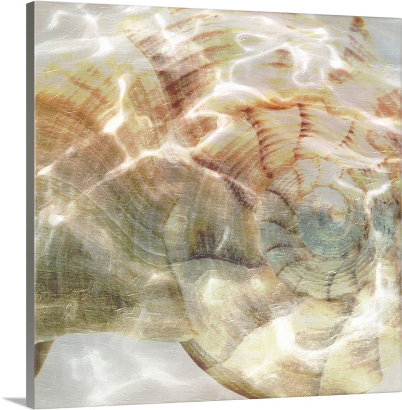 Shell Abstract I | Great Big Canvas
