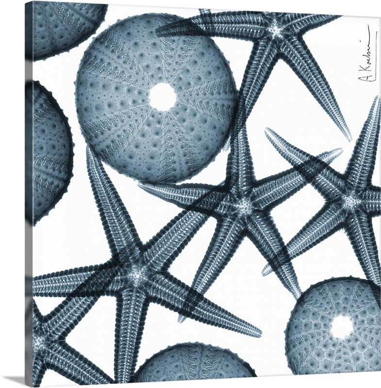 Starfish I x-ray photography | Great Big Canvas