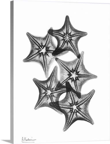 Starfish IV x-ray photography | Great Big Canvas