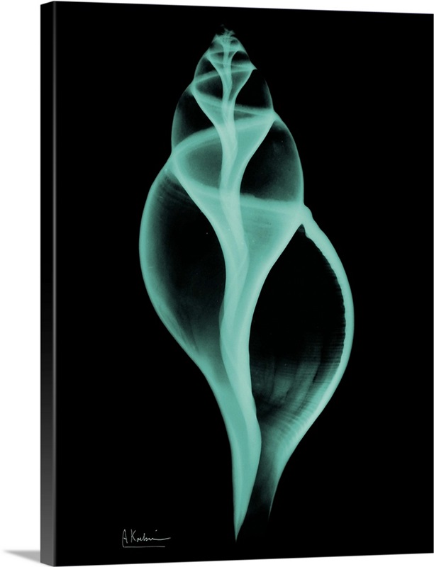 Tulip Shell | Great Big Canvas