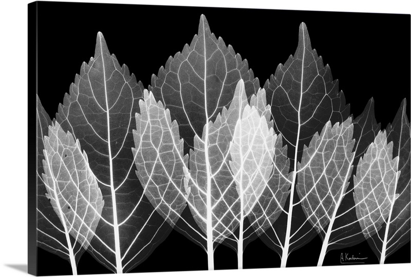 X-Ray Leaves x-ray photography | Great Big Canvas