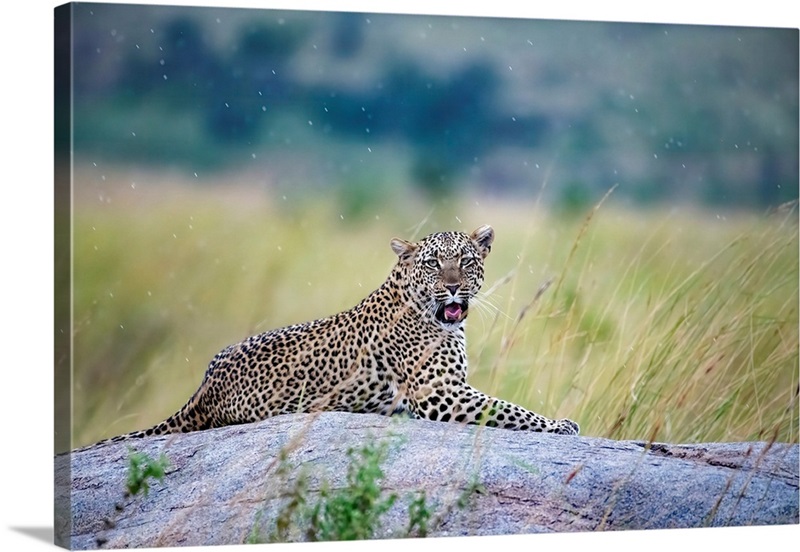 Leopard In Rain | Great Big Canvas