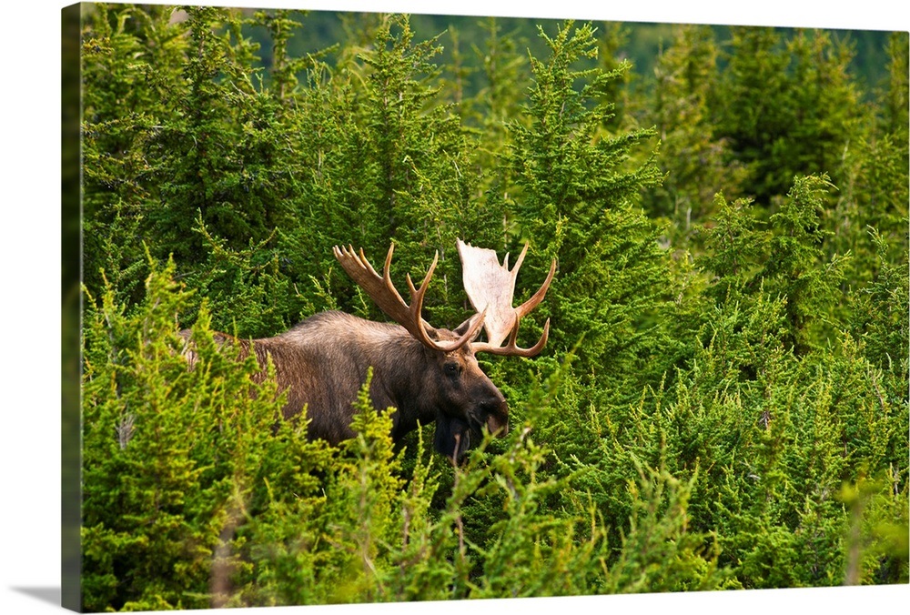 A bull moose in rut standing in a wooded area near Powerline Pass in ...