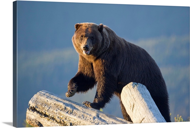 A captive Brown bear stands on a log pile in late afternoon | Great Big ...