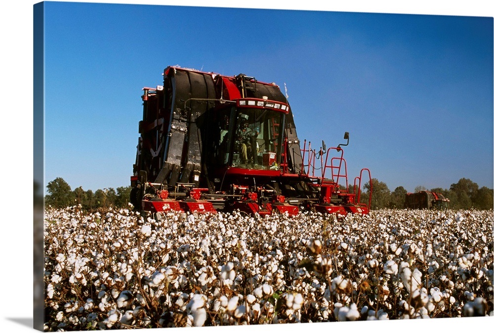 A Case IH Module Express 625 (on board module maker) cotton picker ...