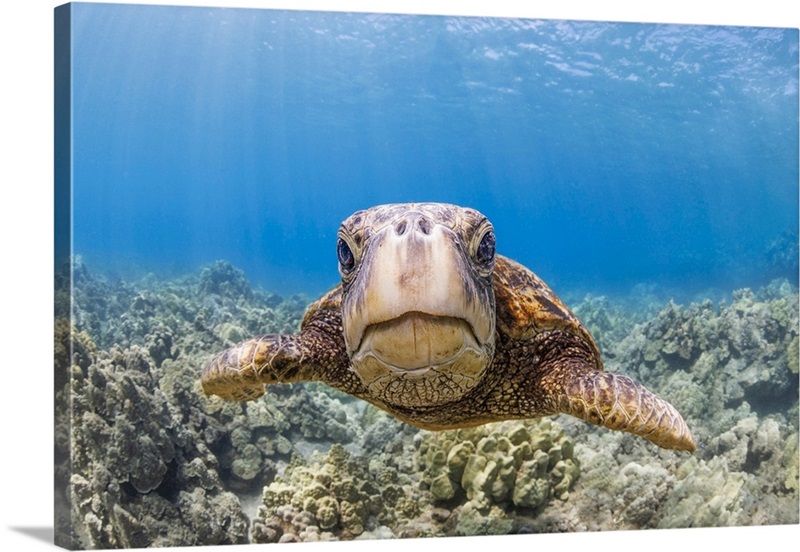 A Close Look At A Green Sea Turtle (Chelonia Mydas) An Endangered ...