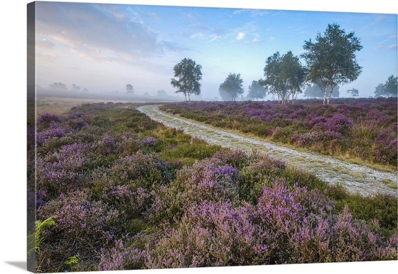 A Curving Path Running Through The Heather | Great Big Canvas