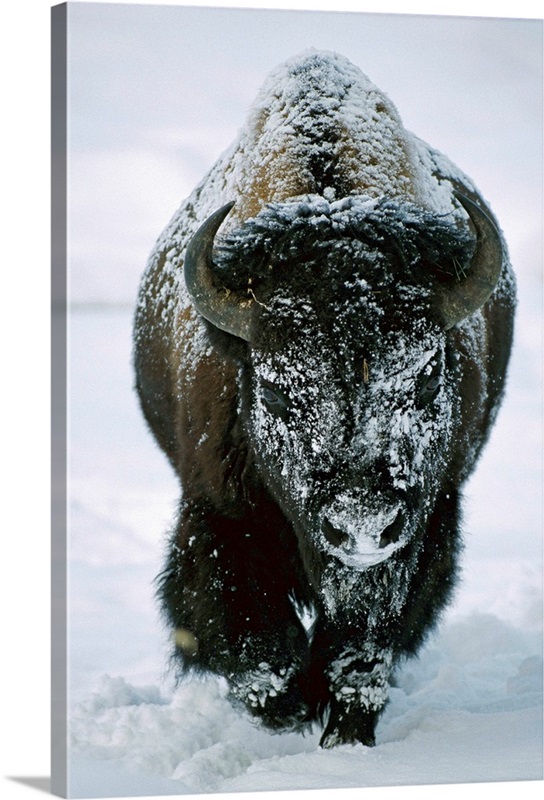 A Frost-Covered American Bison Bull Walks Through The Snow In ...