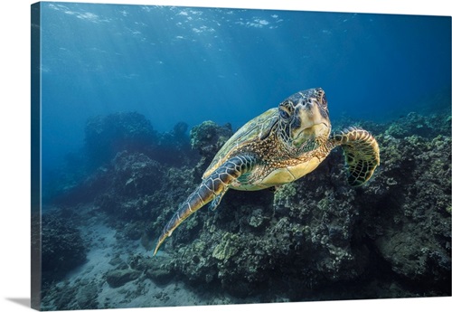A Green Sea Turtle, Glides Past An Underwater Lava Ridge Off Maui ...