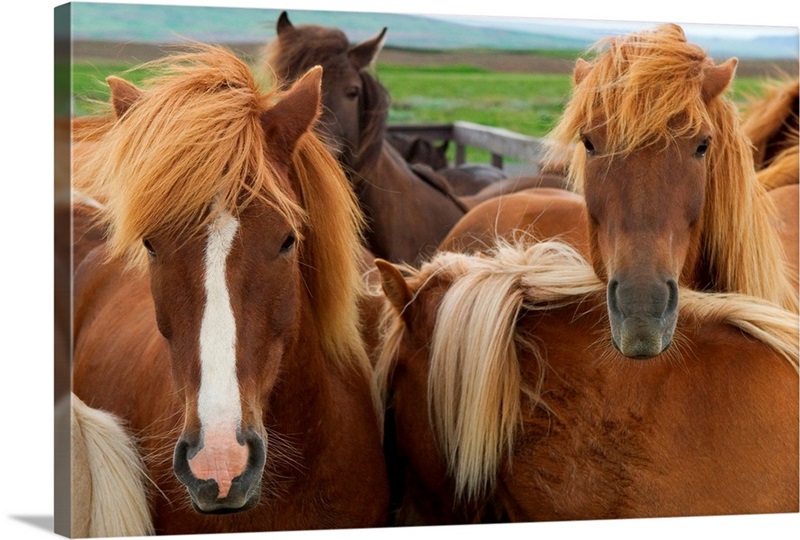A group of Icelandic horses, Equus scandinavicus. | Great Big Canvas