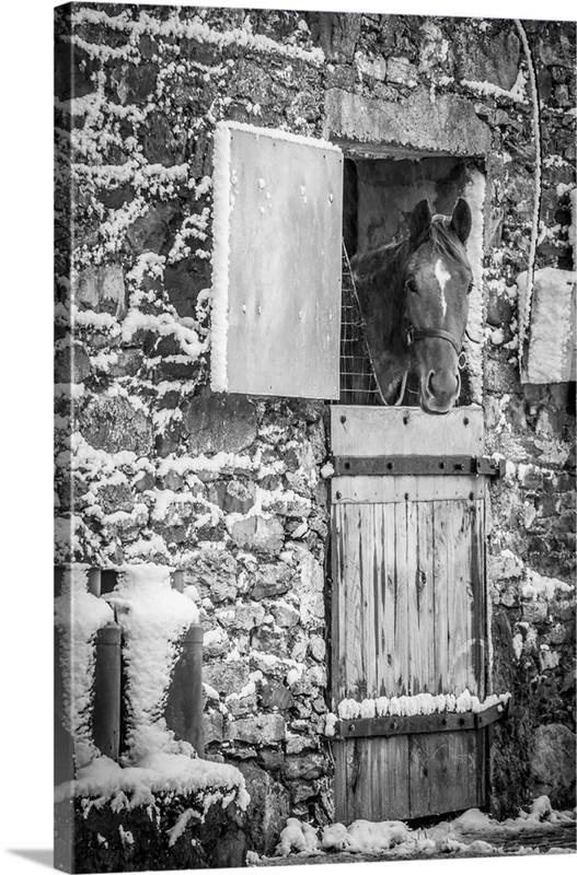 A Horse Looking Out Of An Old Snow-Covered Stable, Rathcormac, County ...