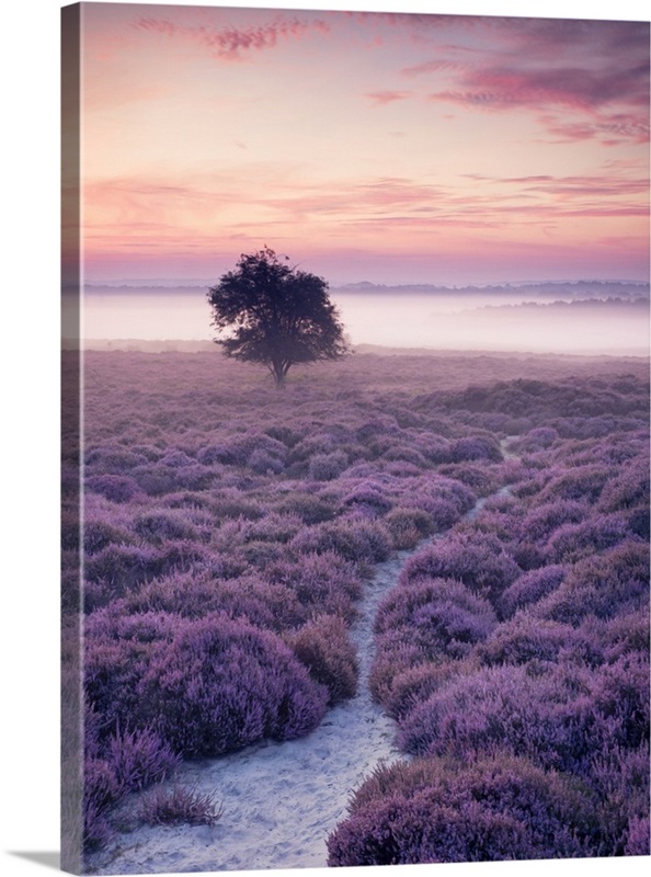 A Lone Tree On Roydon Common During A Misty Summer Sunrise | Great Big ...