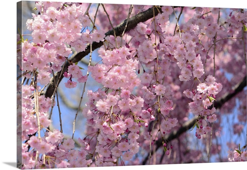 A Massive Floral Display In A Weeping Higan Cherry Tree, Cambridge ...