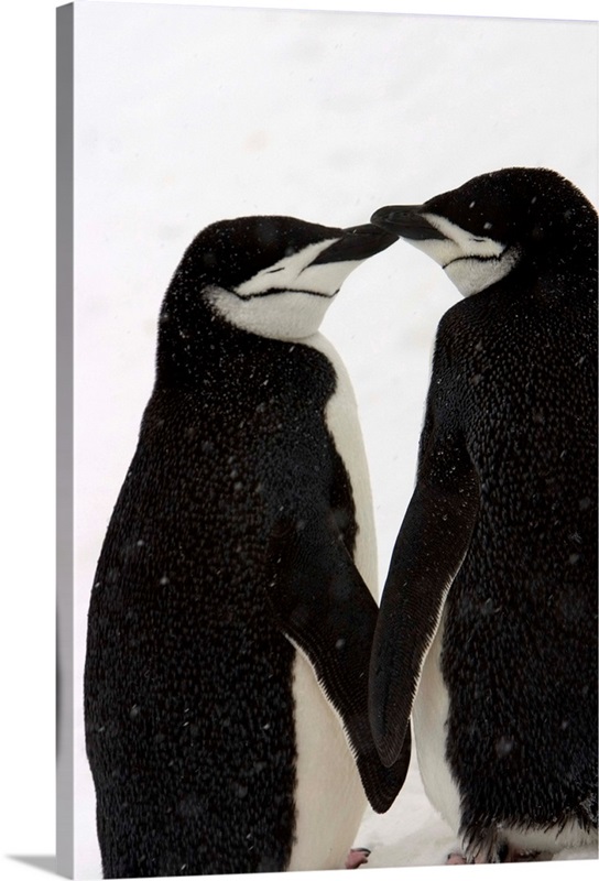 A pair of chinstrap penguins in a courtship cuddle. | Great Big Canvas