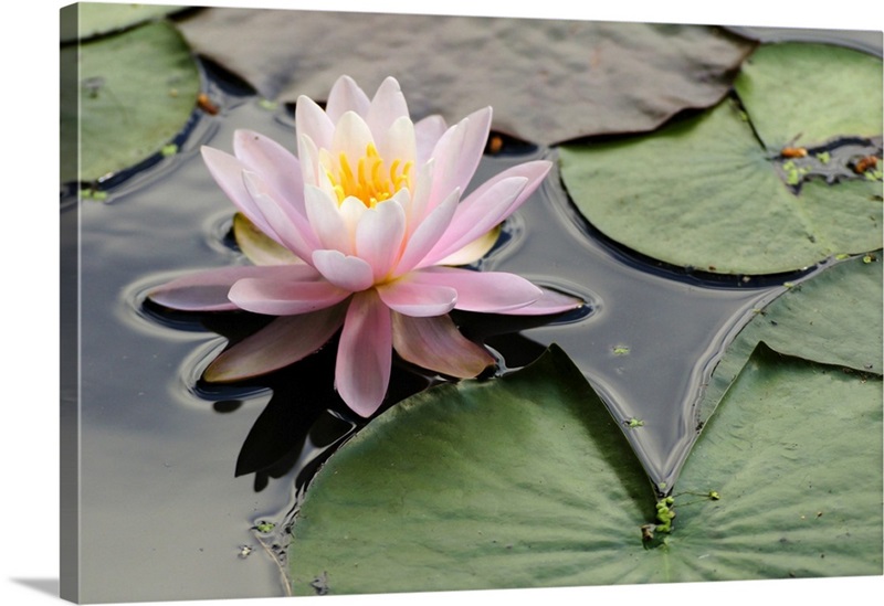 A Pink Water Lily In A Pond, Roger Williams Park, Providence, Rhode ...