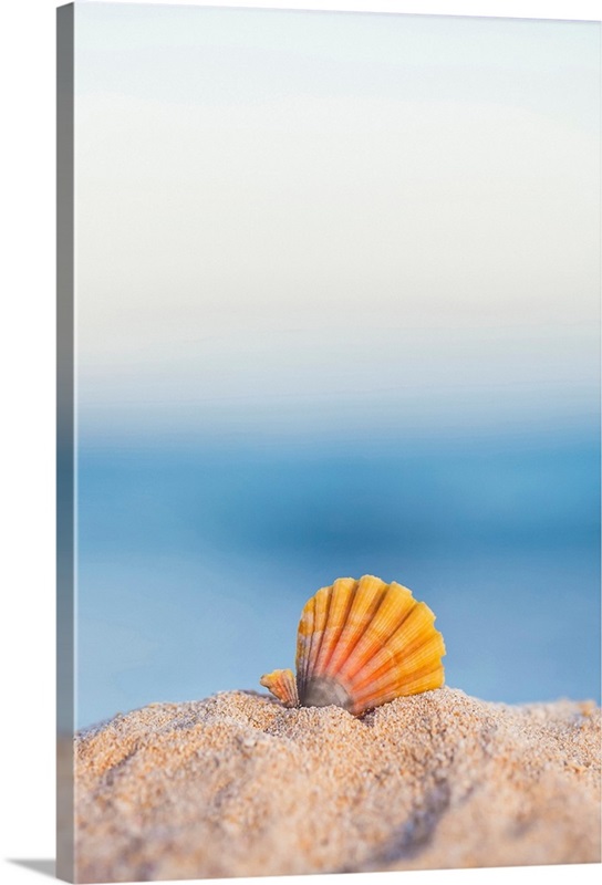 A rare rainbow color Hawaiian Sunrise Scallop Seashell | Great Big Canvas