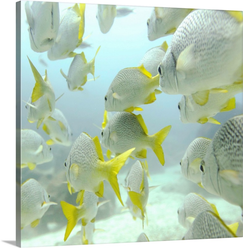 A School Of Yellow-Tailed Grunt Fish Swimming Underwater; Galapagos ...