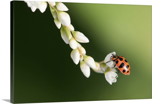 A Spotted Ladybeetle Pollinating Common Knotweed, Great Meadows ...