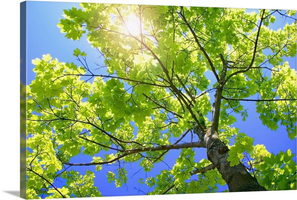 A Tall Tree Wall Art, Canvas Prints, Framed Prints, Wall Peels | Great ...