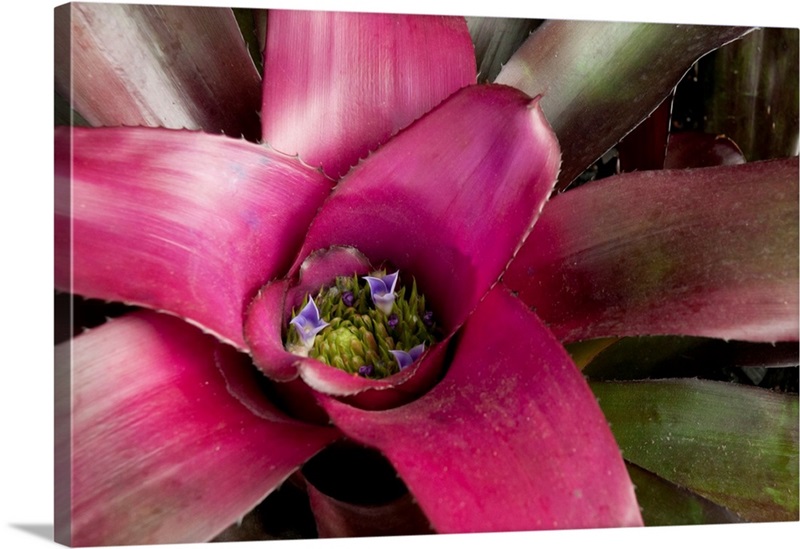 A Tank Bromeliad With Purple Flowers In Center, Longwood Gardens ...
