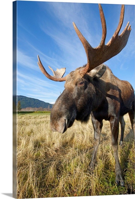 A Wide-Angle Close-Up View Of A Bull Moose, Southcentral Alaska | Great ...