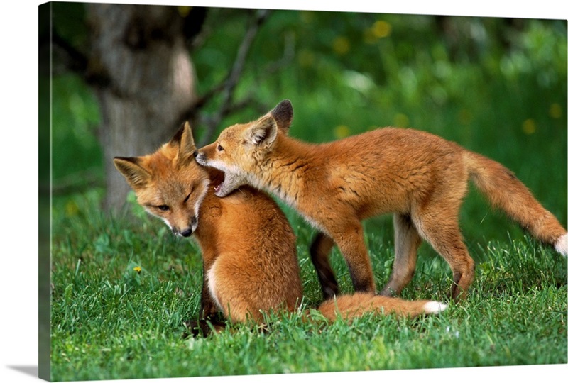 Adolescent Red Foxes Play Together, Anchorage, Alaska | Great Big Canvas