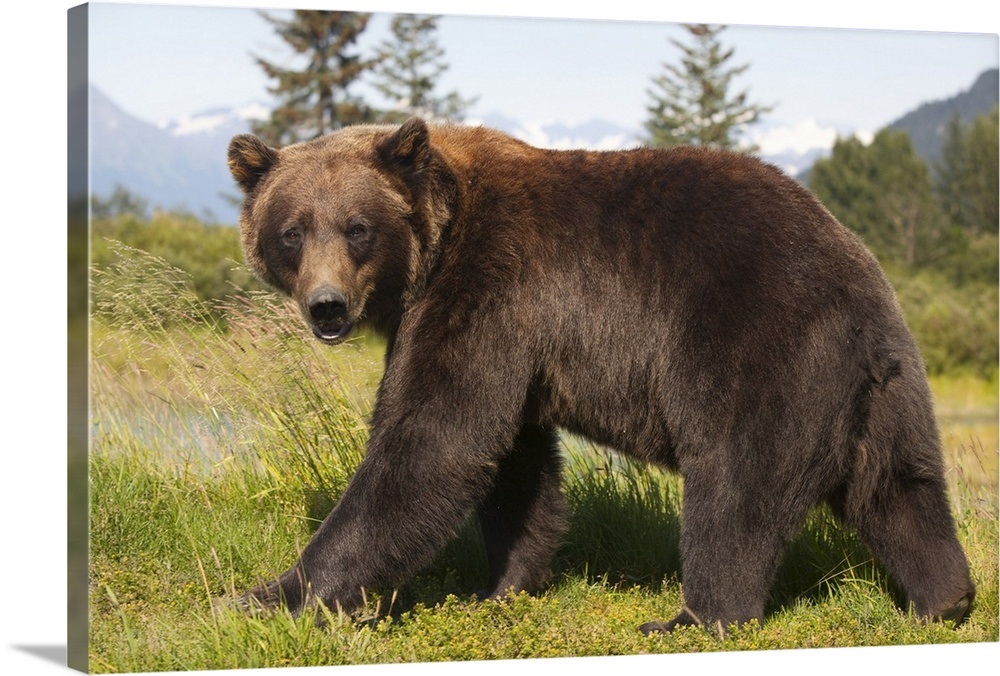 Adult Grizzly bear stands in profile and looks over shoulder Wall Art ...
