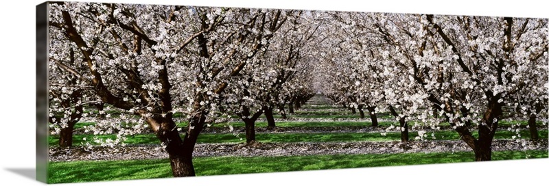 Almond orchard, looking down between rows of almond trees in full bloom ...