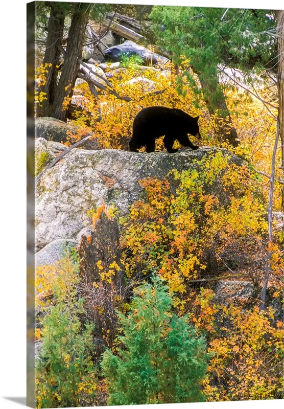 American Black Bear Foraging On Top Of A Rocky Ledge Along The ...