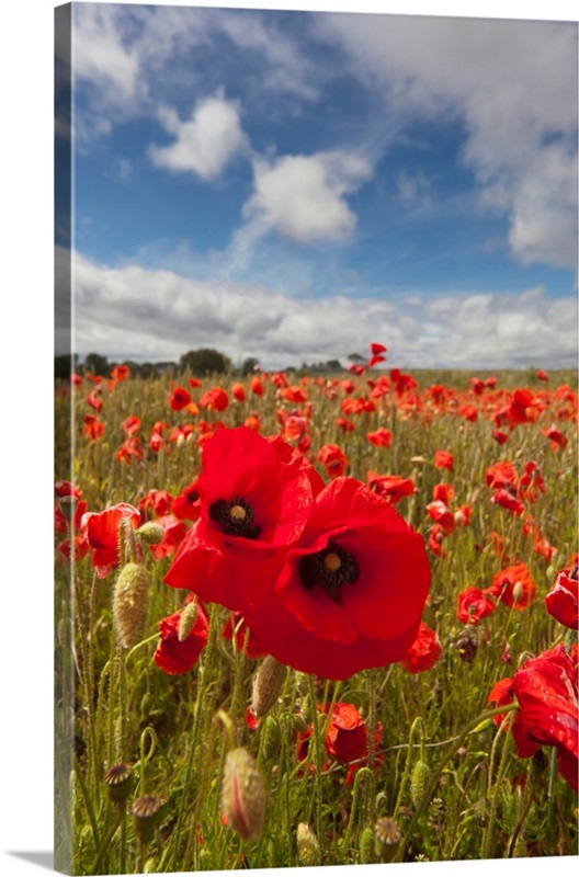 An Abundance Of Red Poppies In A Field, Northumberland, England | Great ...
