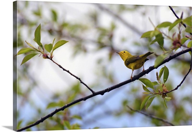 An American Yellow Warbler On A Tree Branch, Parker River National ...