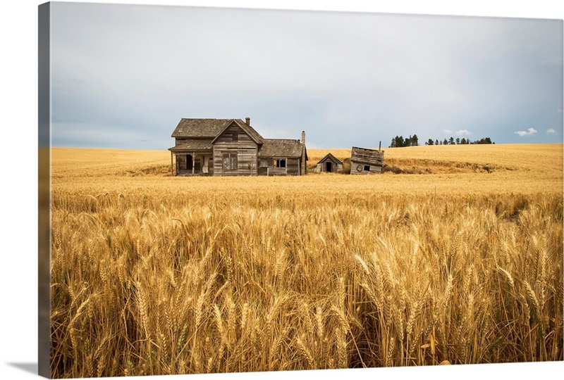 An old wooden farmstead in a wheat field, Palouse, Washington, United ...