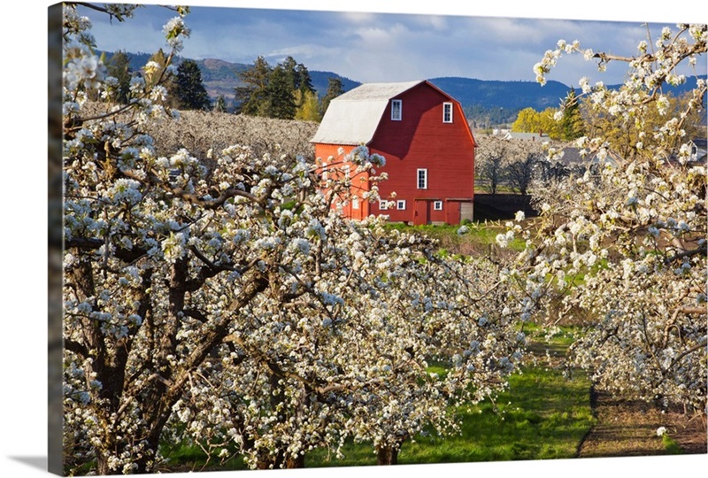 Apple Blossom Trees And A Red Barn; Oregon, USA | Great Big Canvas