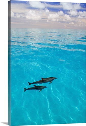 Atlantic Spotted Dolphins Wall Art, Canvas Prints, Framed Prints, Wall ...