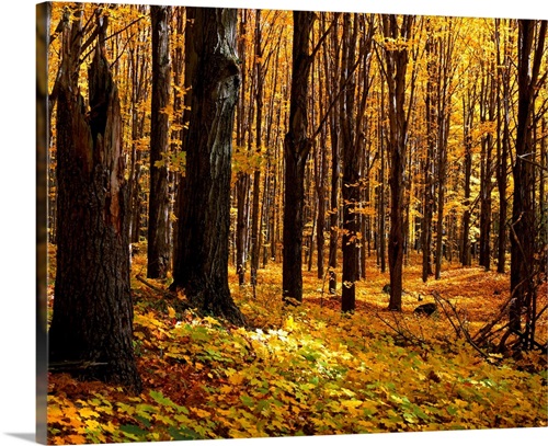 Autumn Forest | Great Big Canvas
