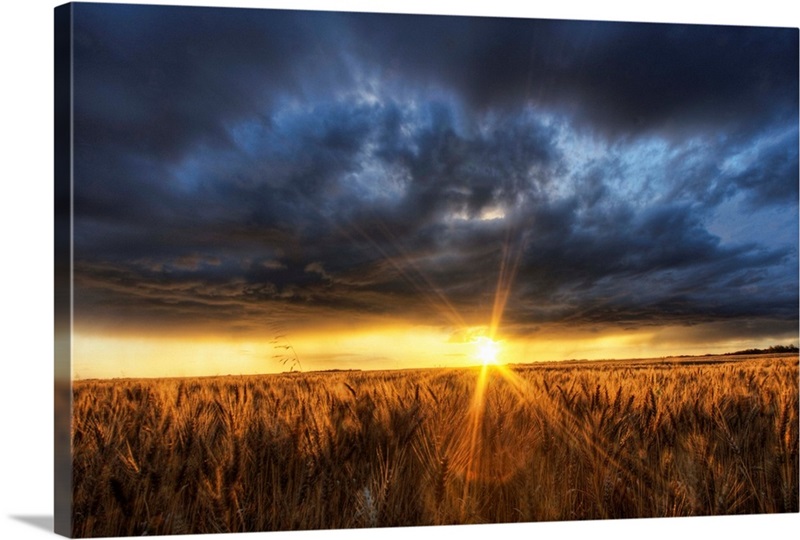 Autumn Sunset Over A Barley Field, Alberta, Canada | Great Big Canvas