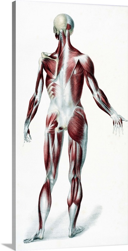 Back Of The Male Human Body Showing Muscles Sinews And Bones 1837 ...