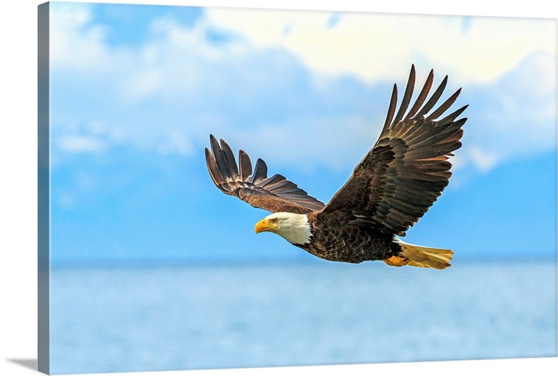 Bald Eagle, Haliaeetus leucocephalus, in flight along the shoreline in ...