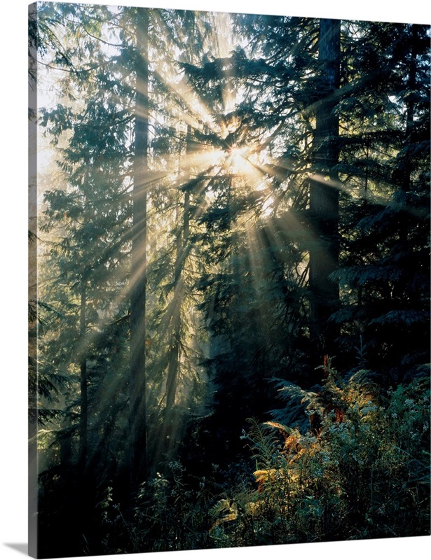 Beams Of Sunlight Shining Through Trees, Mount Rainier National Park ...