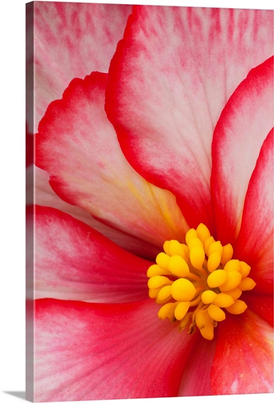 Begonia Heart | Great Big Canvas