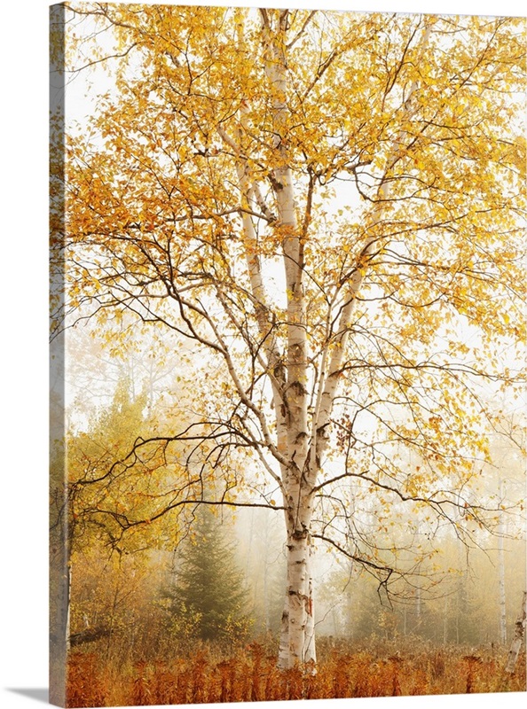 Birch Trees In Autumn, Thunder Bay, Ontario, Canada | Great Big Canvas