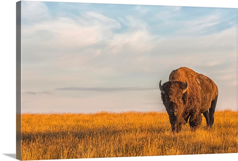 Bison (bison bison), Grasslands National Park; Saskatchewan, Canada ...